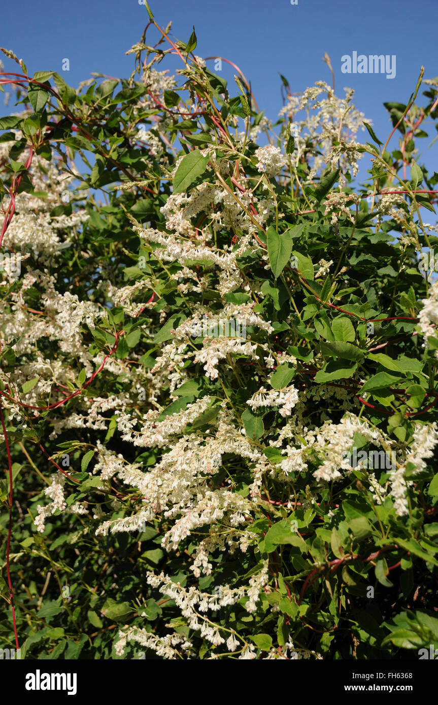 Fallopia Aubertii High Resolution Stock Photography and Images - Alamy
