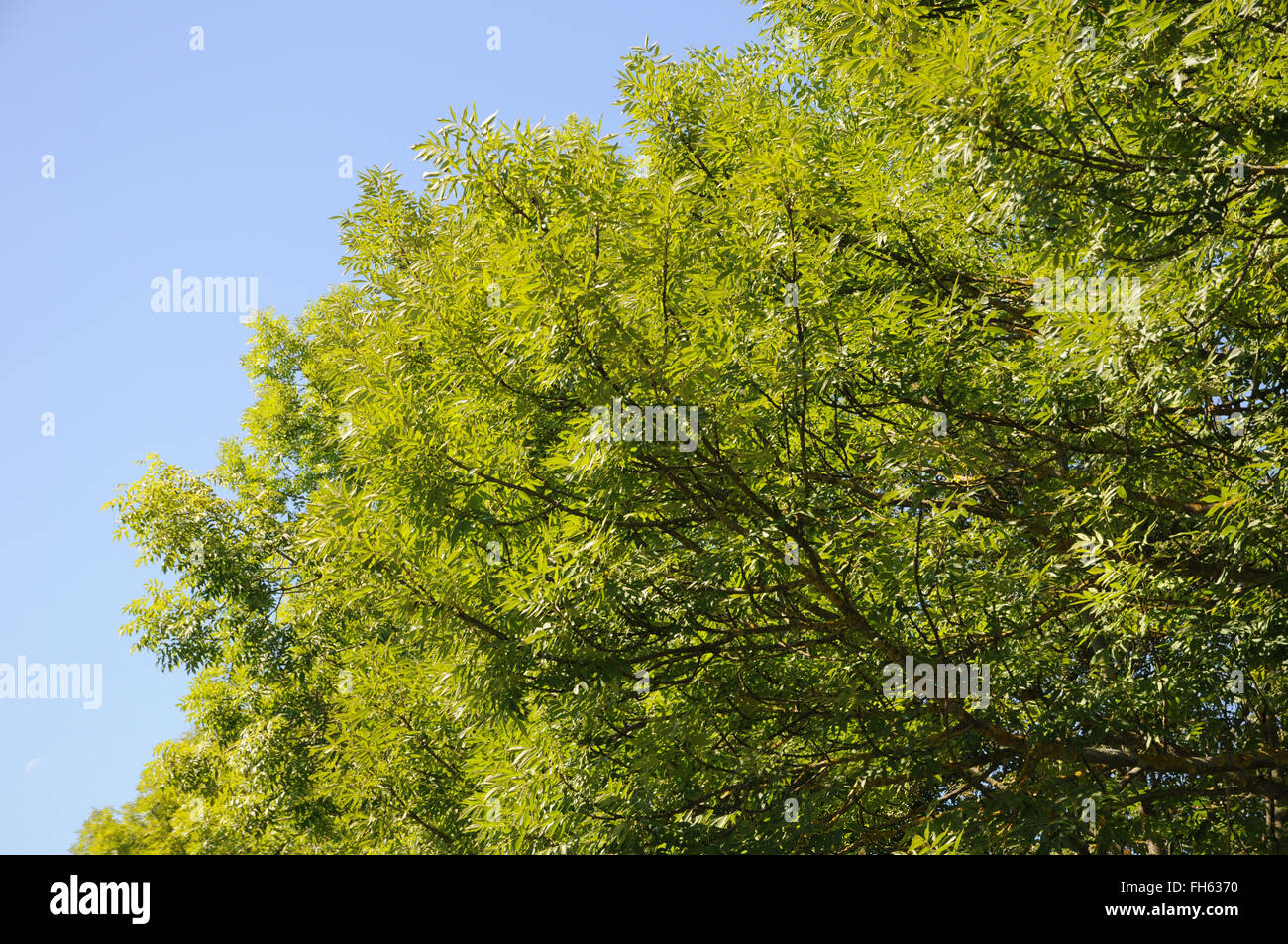 Seeds fruit ash tree fraxinus hi-res stock photography and images - Alamy