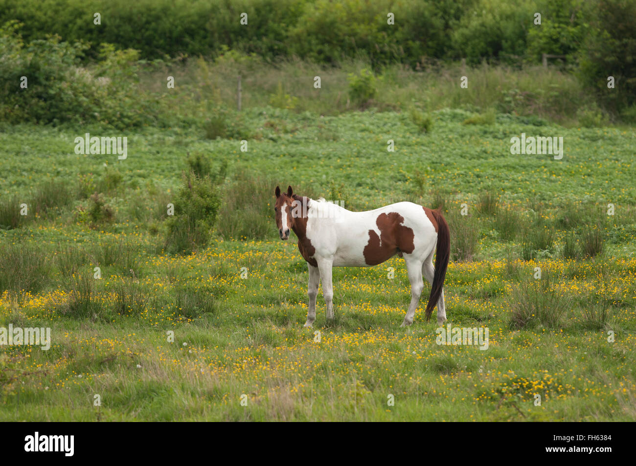 Horse pinto hi-res stock photography and images - Alamy