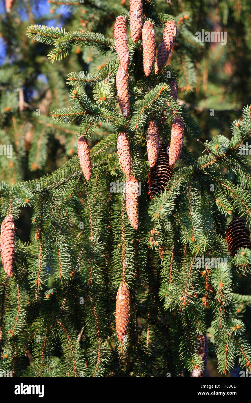 Pine cones trees Stock Photo - Alamy