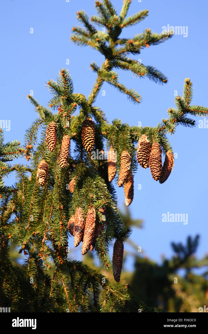 Trees with green leaves hi-res stock photography and images - Alamy