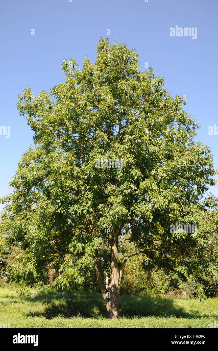 Ash tree seeds hi-res stock photography and images - Alamy