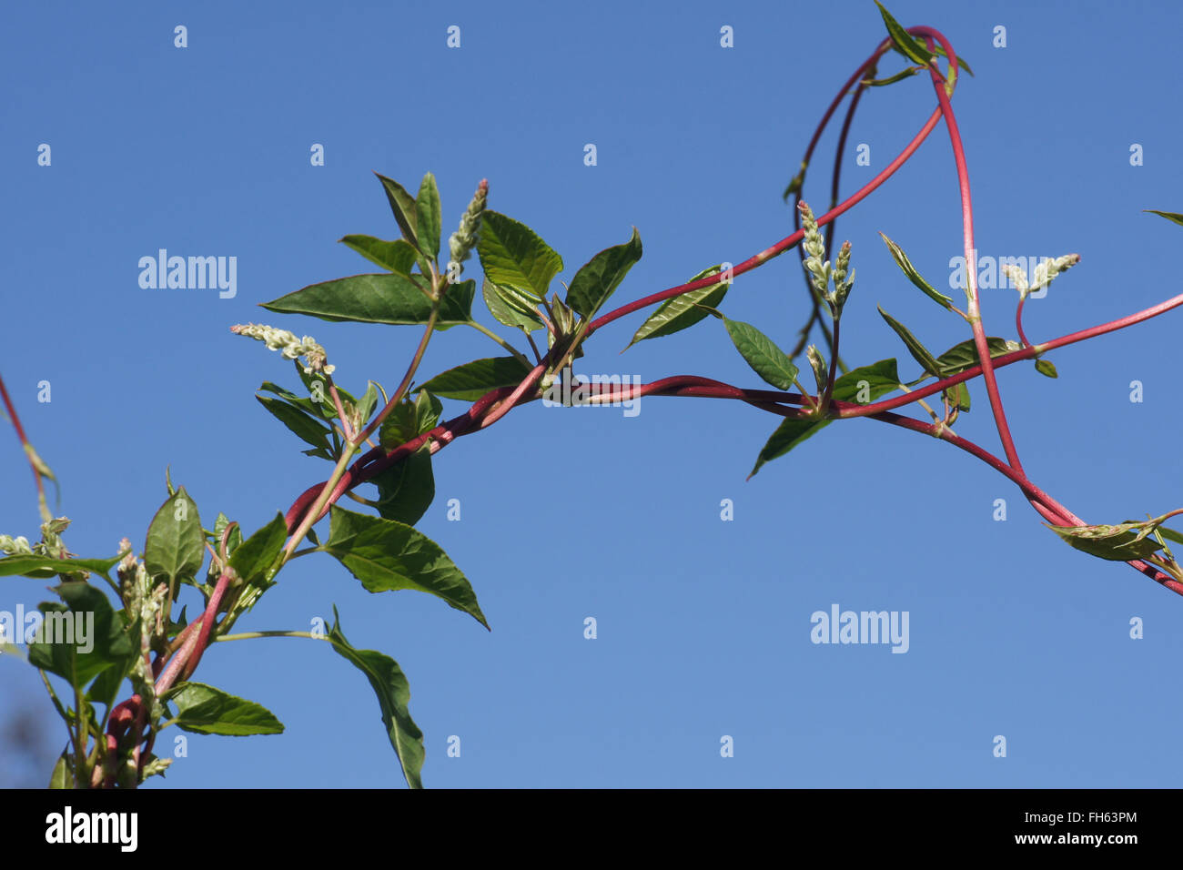 Polygonum baldschuanicum hi-res stock photography and images - Alamy
