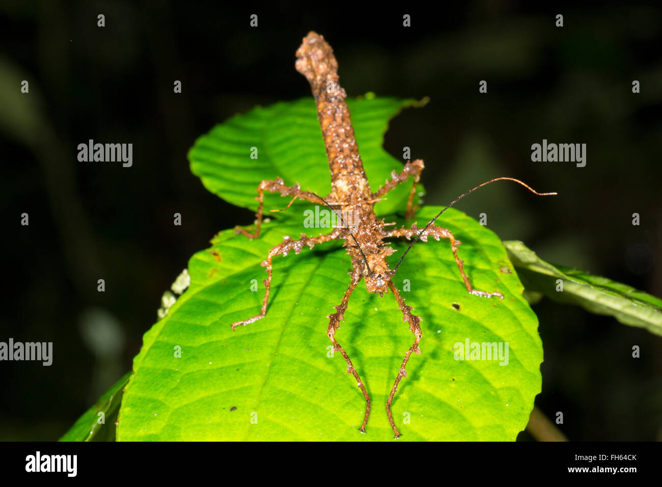 Spiny Stick insect (Acanthoclonia sp.) on a leaf in the rainforest ...