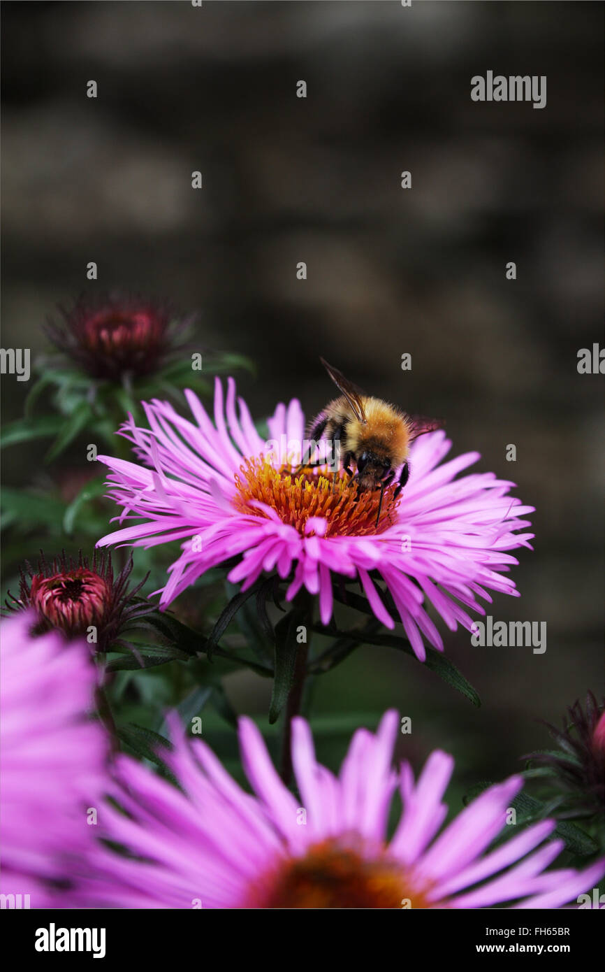Bee on a pink flower. Native to British Isles. Photograph taken in ...