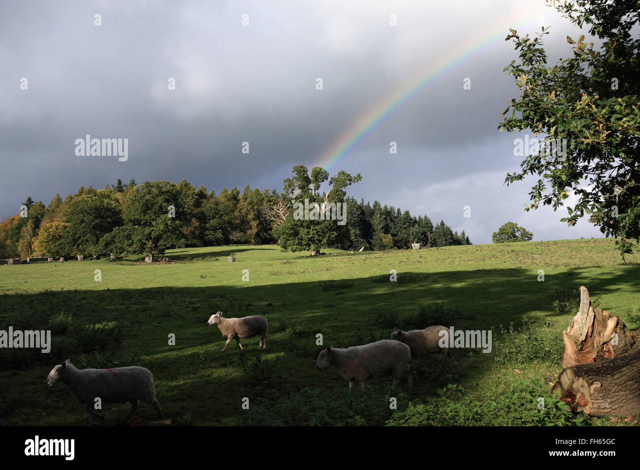 An idyllic countryside scene in the late afternoon following rain. The ...