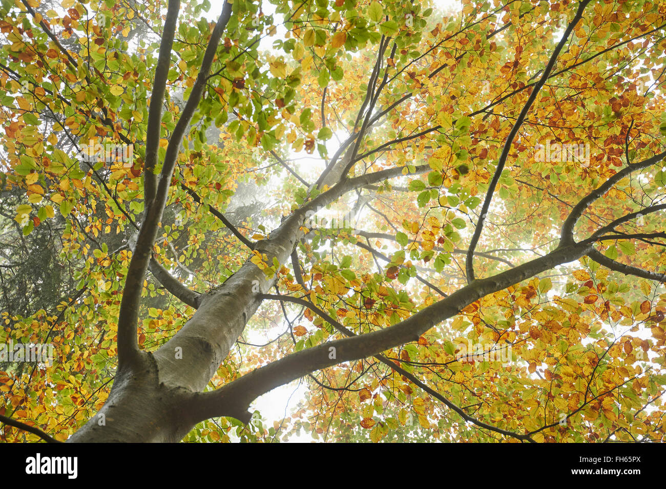 Looking up at European Beech (Fagus sylvatica) Tree in Autumn, Upper ...