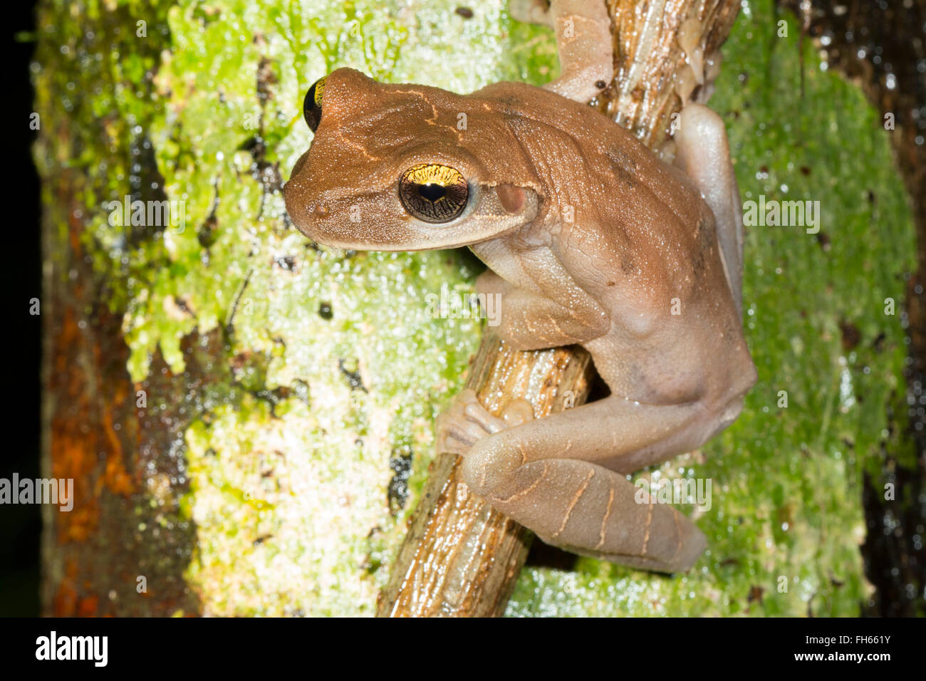 Osteocephalus planiceps hi-res stock photography and images - Alamy
