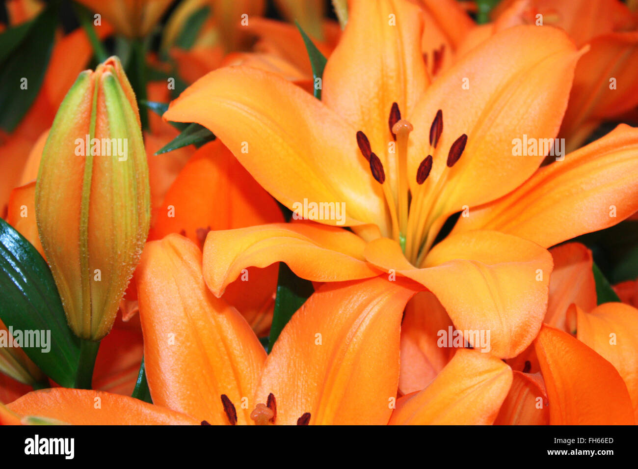 Orange lily flowers Stock Photo - Alamy