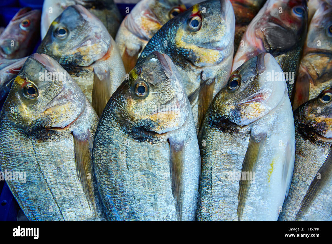 Dorada fish Sparus aurata stacked in a row from Mediterranean sea Stock ...