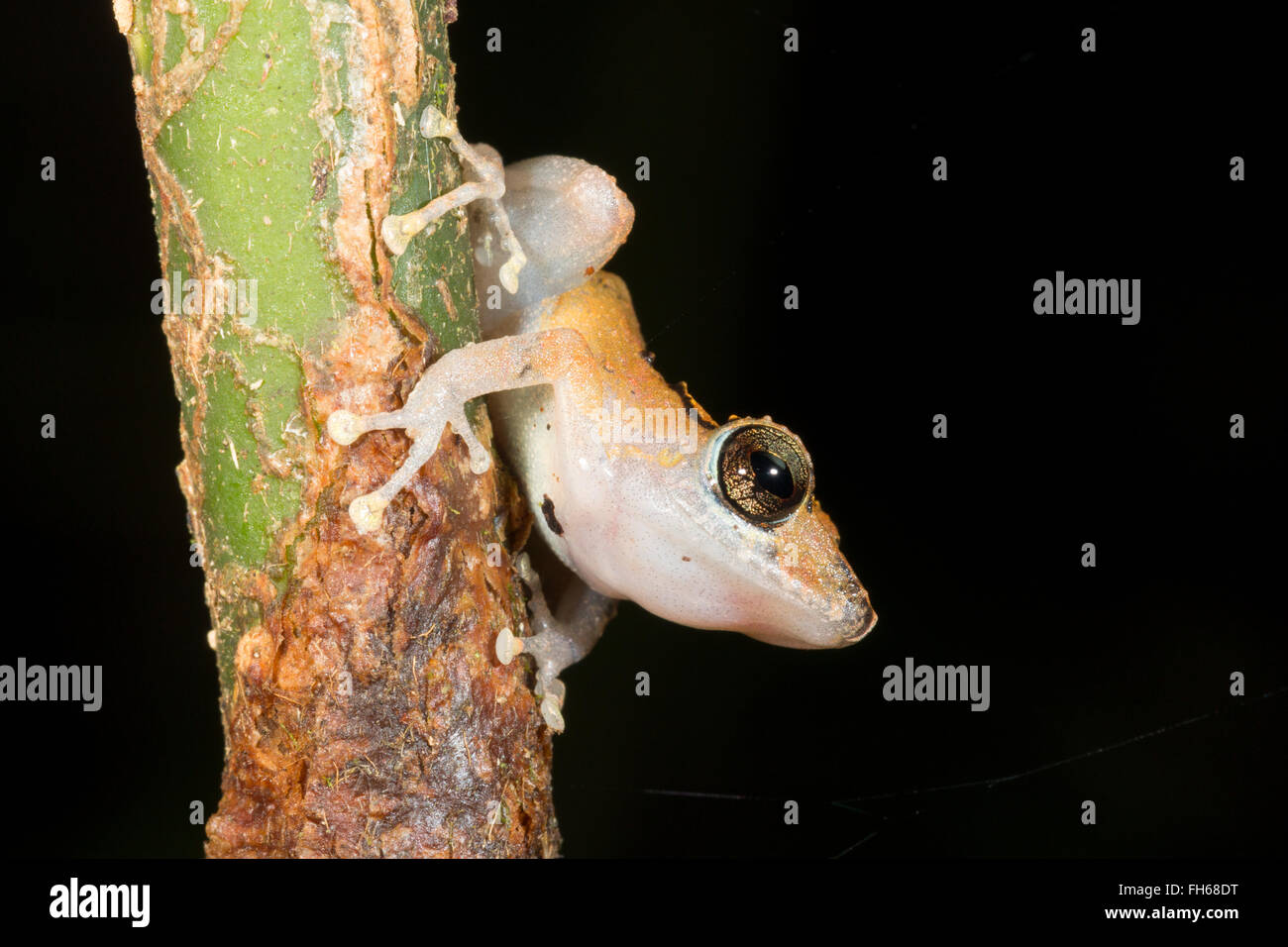 Treefrog calling rainforest frog hi-res stock photography and images ...