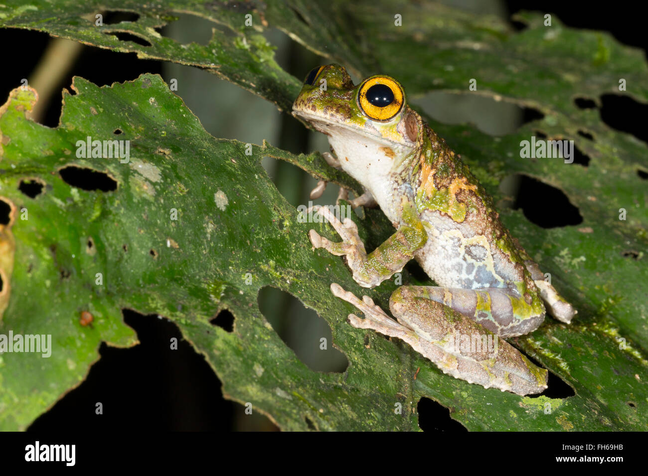 Frog camouflage hi-res stock photography and images - Alamy