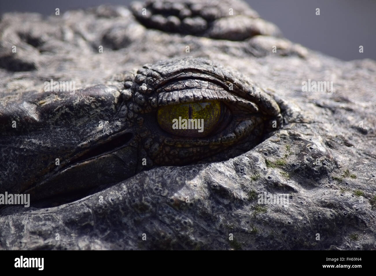 Crocodile eye hi-res stock photography and images - Alamy