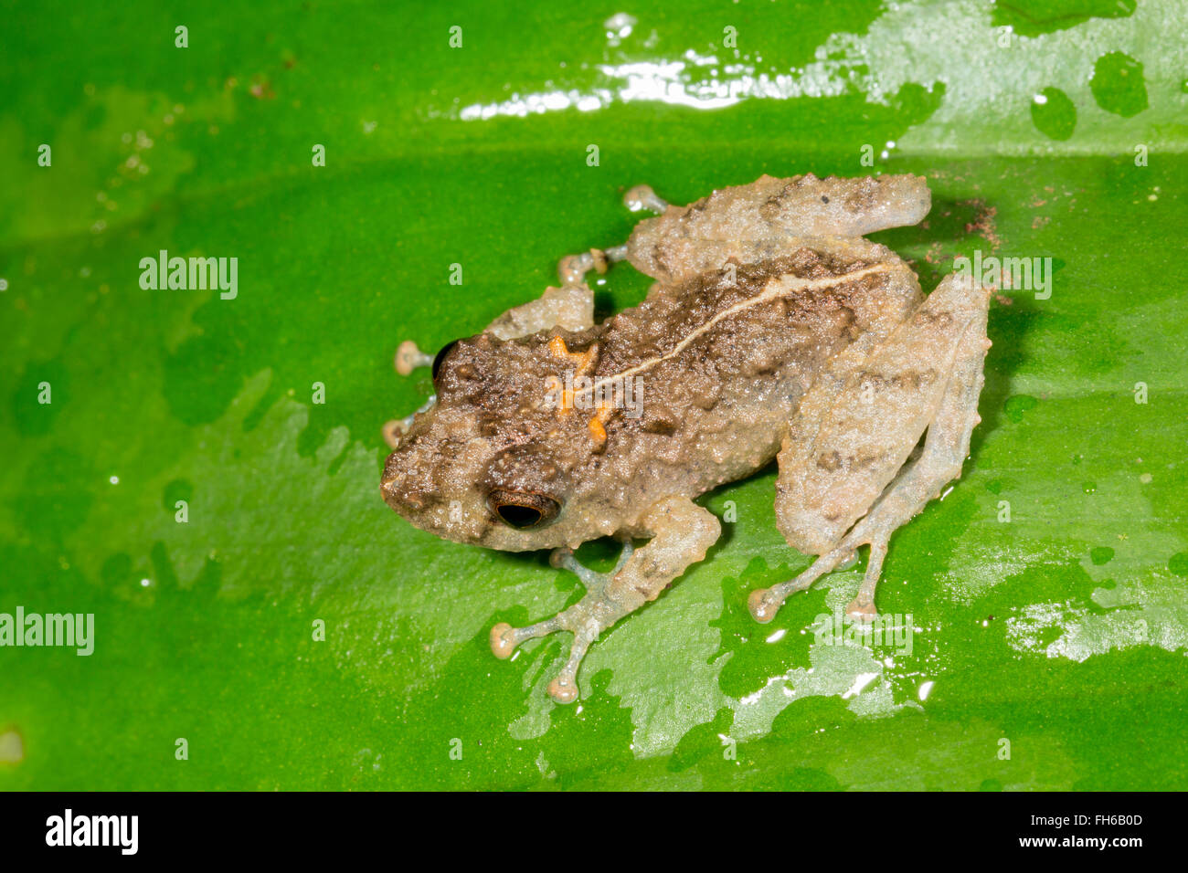 Orange-groined rain frog (Pristimantis croceoinguinis) in the ...