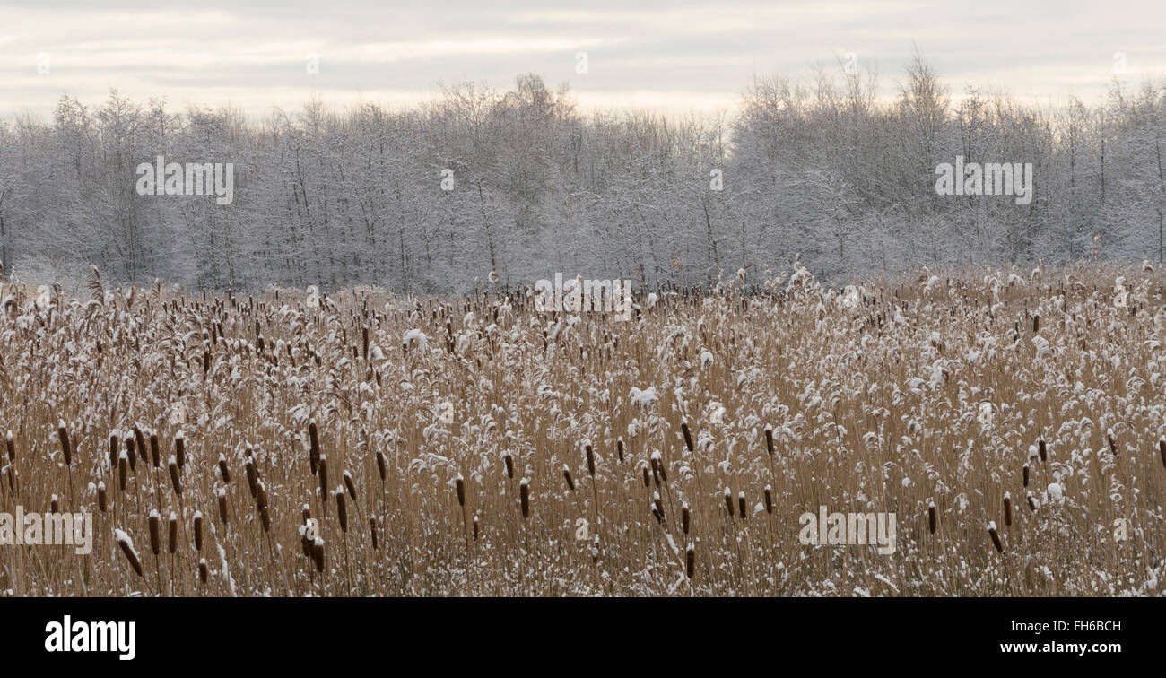 Falkirk scotland winter hi-res stock photography and images - Alamy