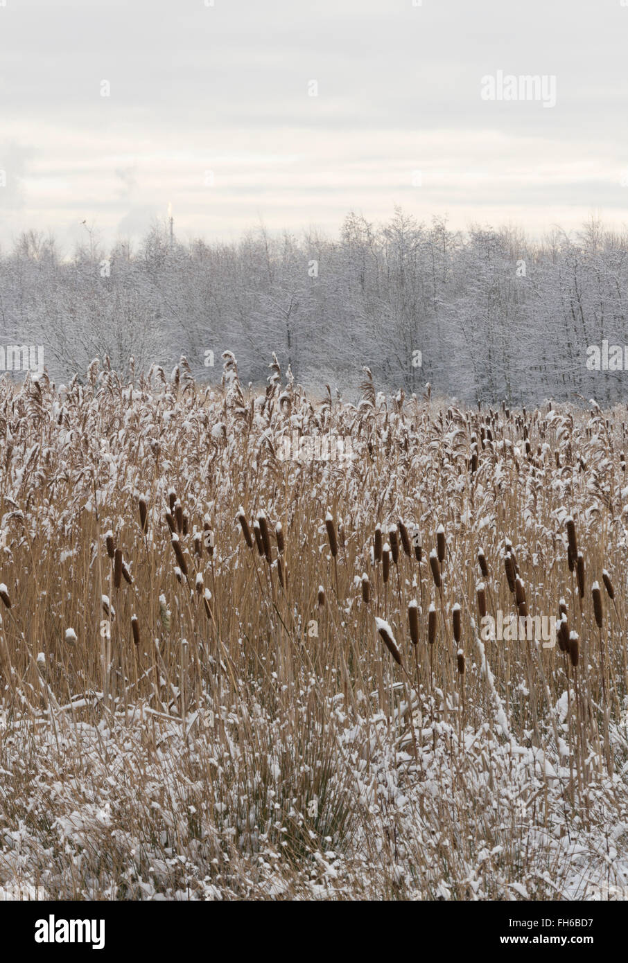 Bulrushes in winter snow, Falkirk, Scotland Stock Photo - Alamy