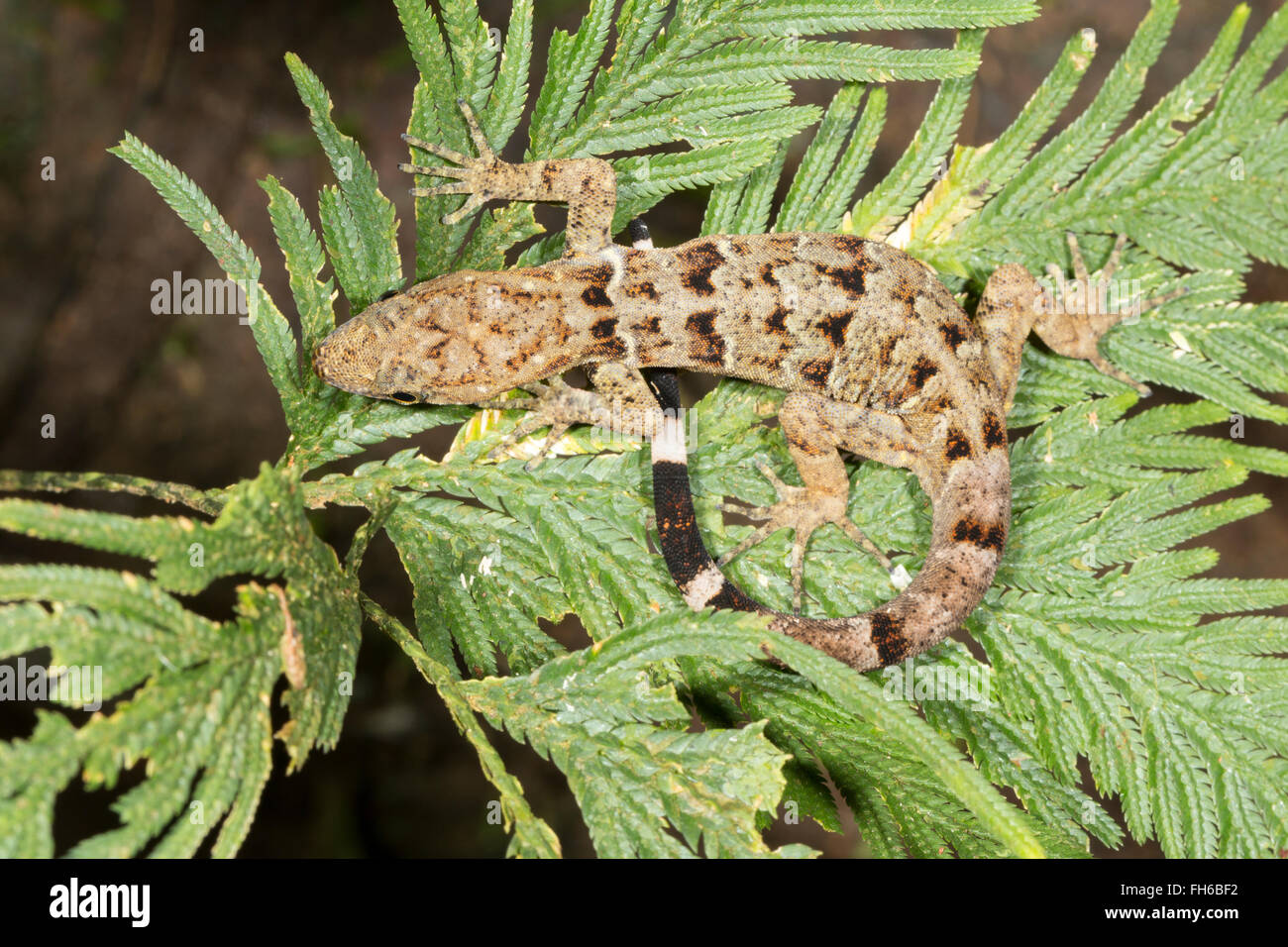 Collared Gecko (Gonatodes concinnatus) female on a Selaginella plant in ...