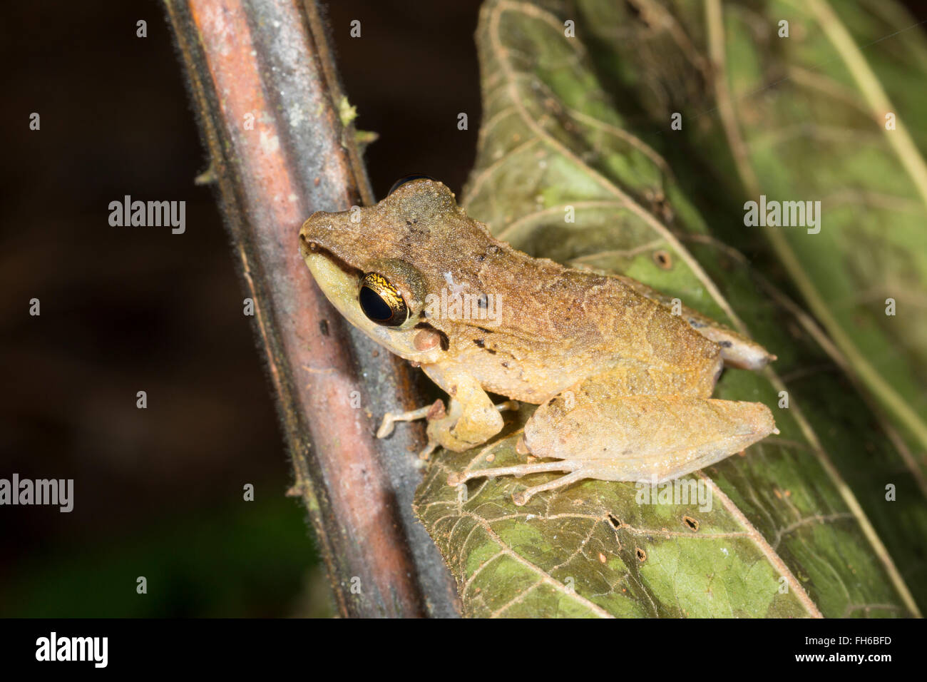 Rain Frog (Pristimantis conspicillatus) in the rainforest understory ...