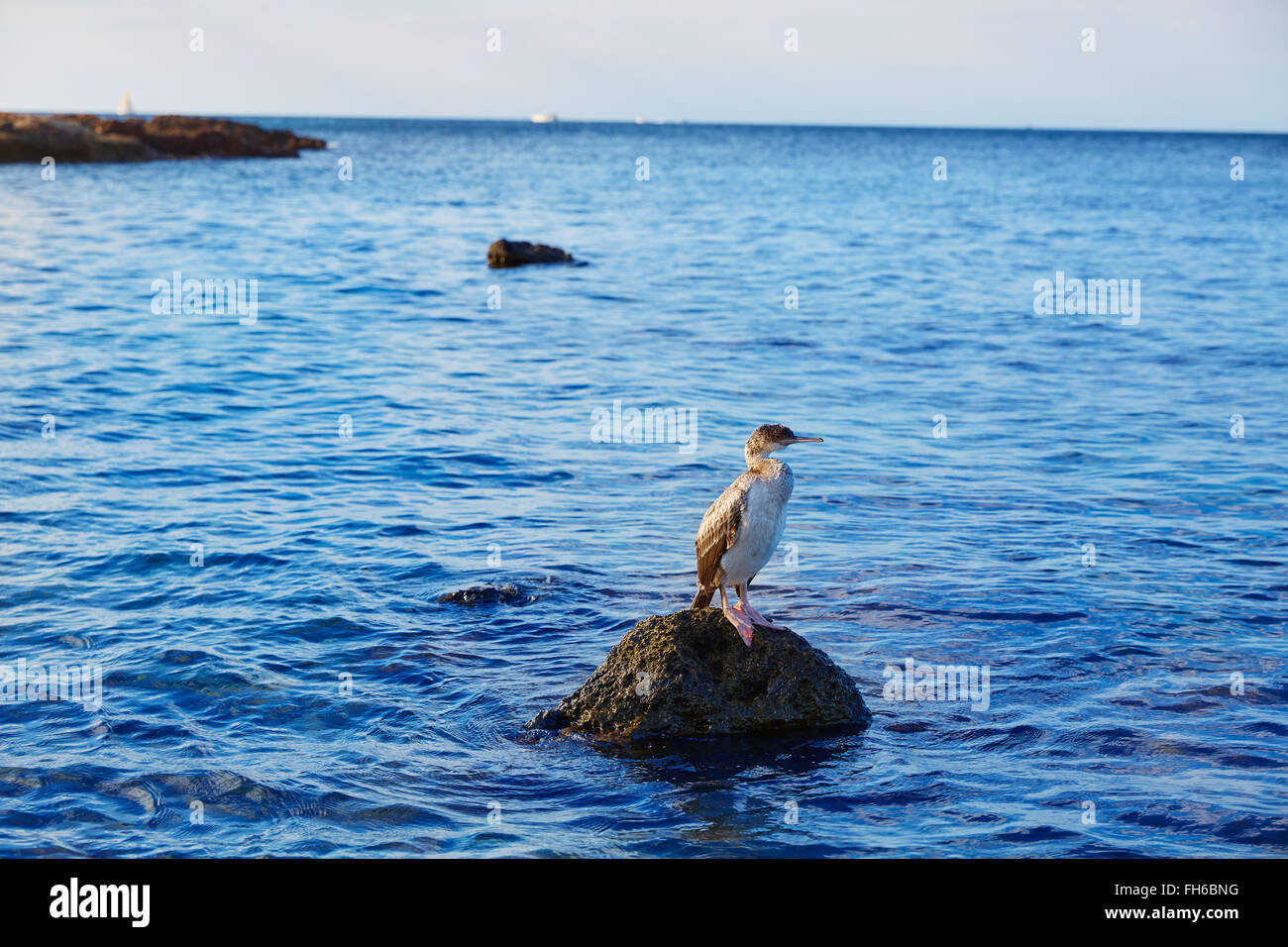 cormorant bird in Mediterranean Denia standing at rock in Alicante ...