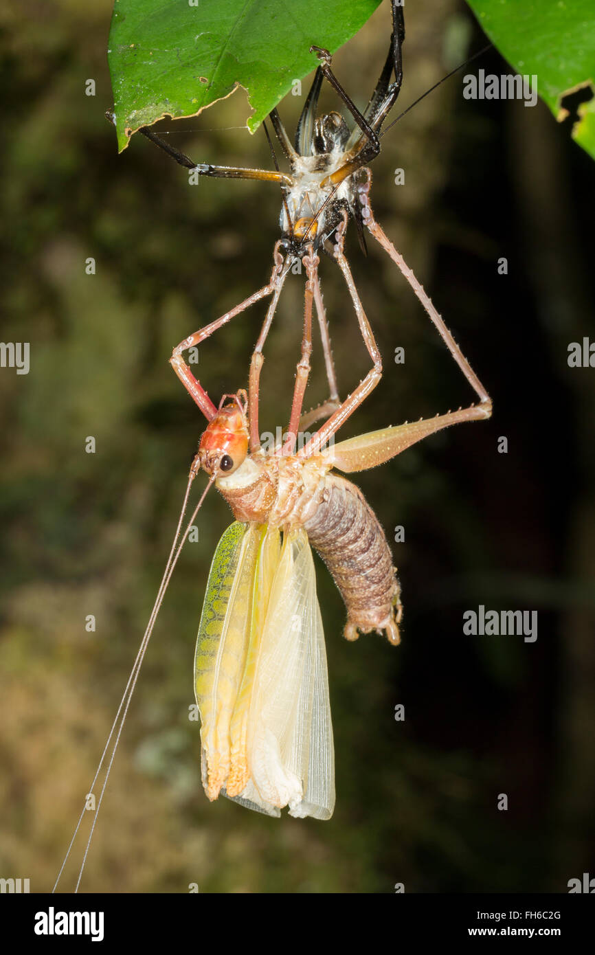 This bush cricket has recently shed its skin in the rainforest ...