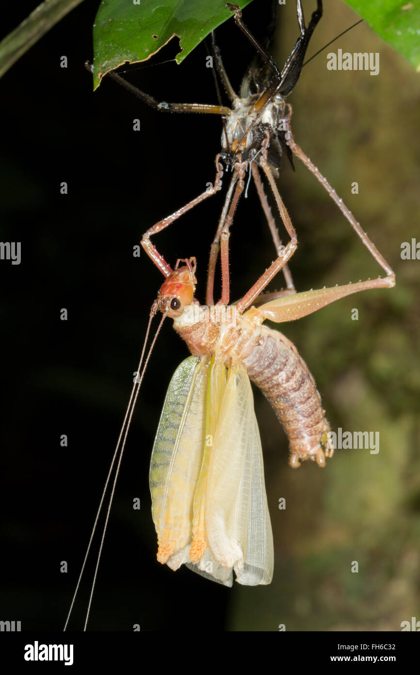 This bush cricket has recently shed its skin in the rainforest ...