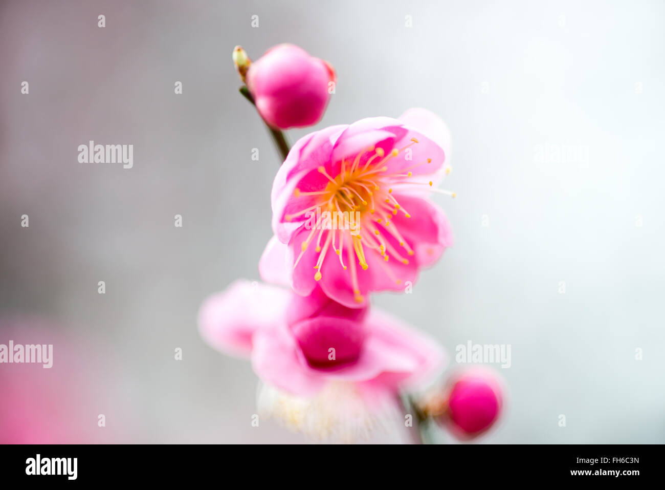 WASHINGTON DC — A close-up view shows a pink plum blossom blooming ...