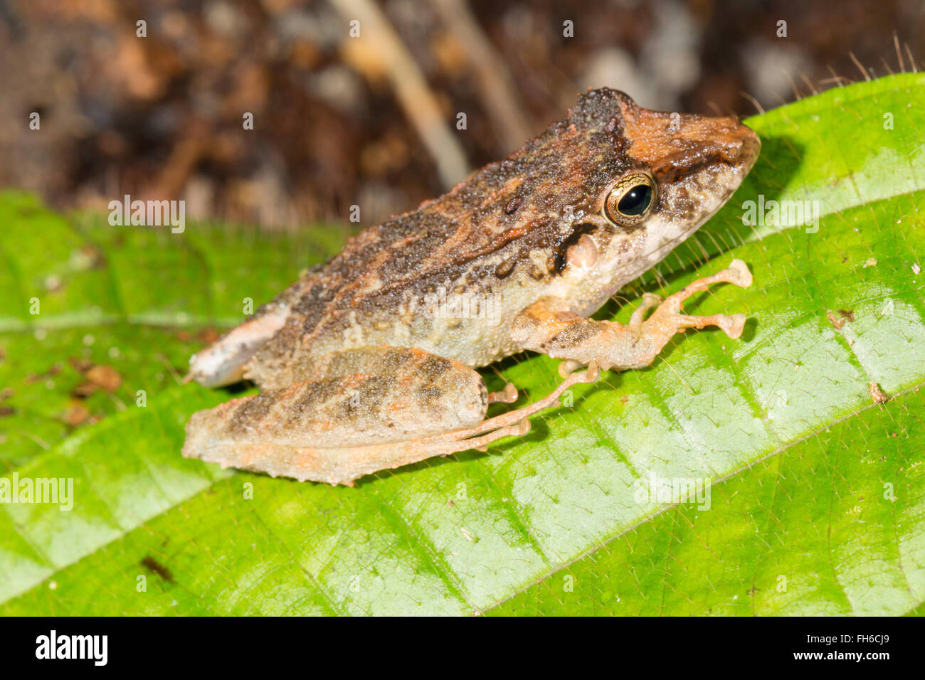 Metallic Robber Frog (Pristimantis lanthanites) in the rainforest ...
