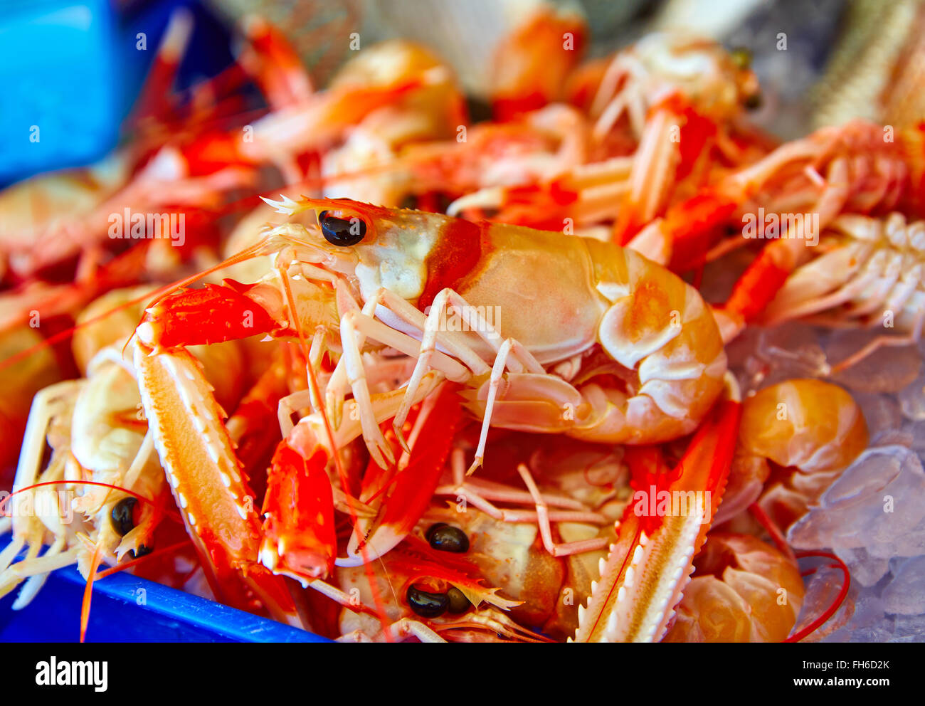 Mediterranean sea crayfish in xabia hi-res stock photography and images ...