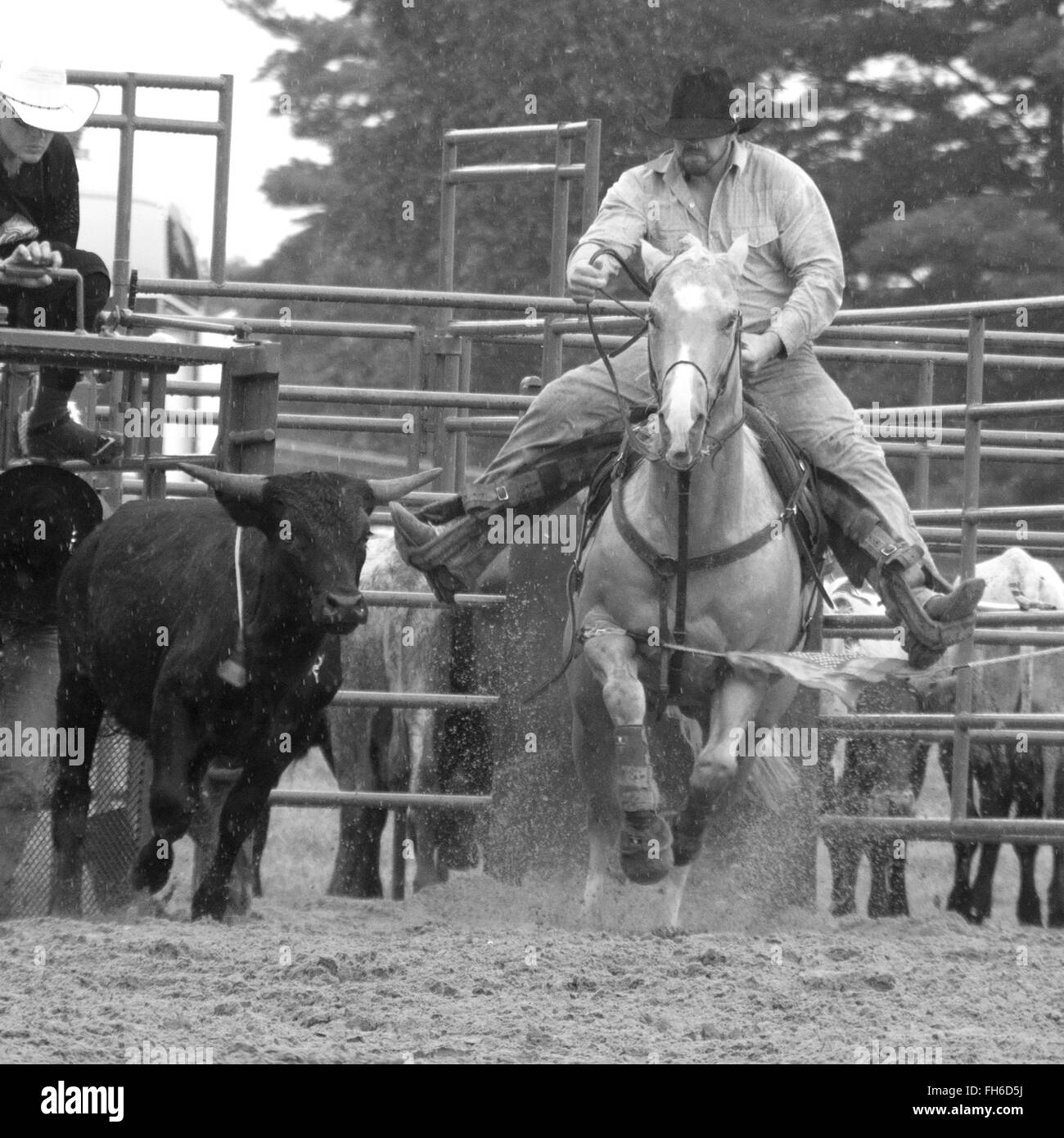 Steer wrestler Black and White Stock Photos & Images - Alamy