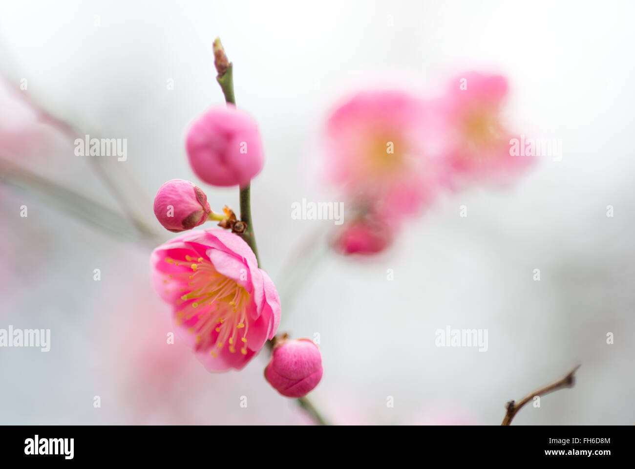 WASHINGTON DC — Early plum blossoms open on a branch near the Tidal ...