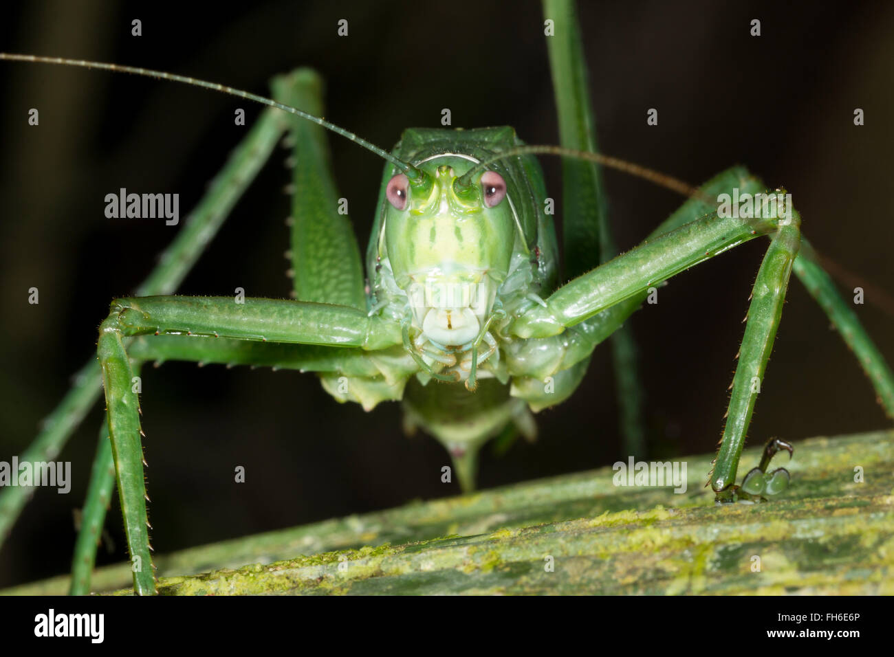 A very large green bush cricket in a rainforest shrub, Pastaza province ...