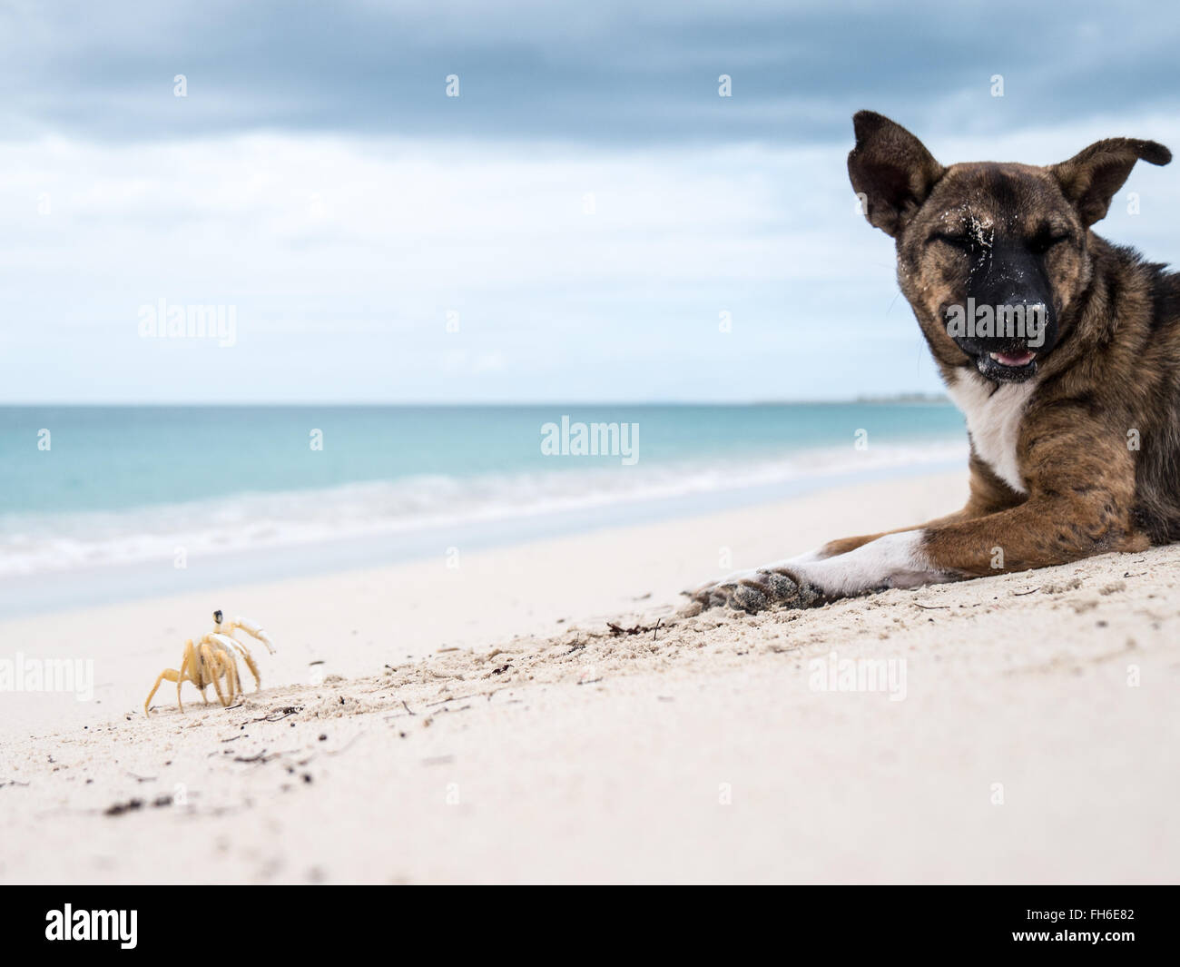 Dog fighting Crab on a beach Stock Photo - Alamy