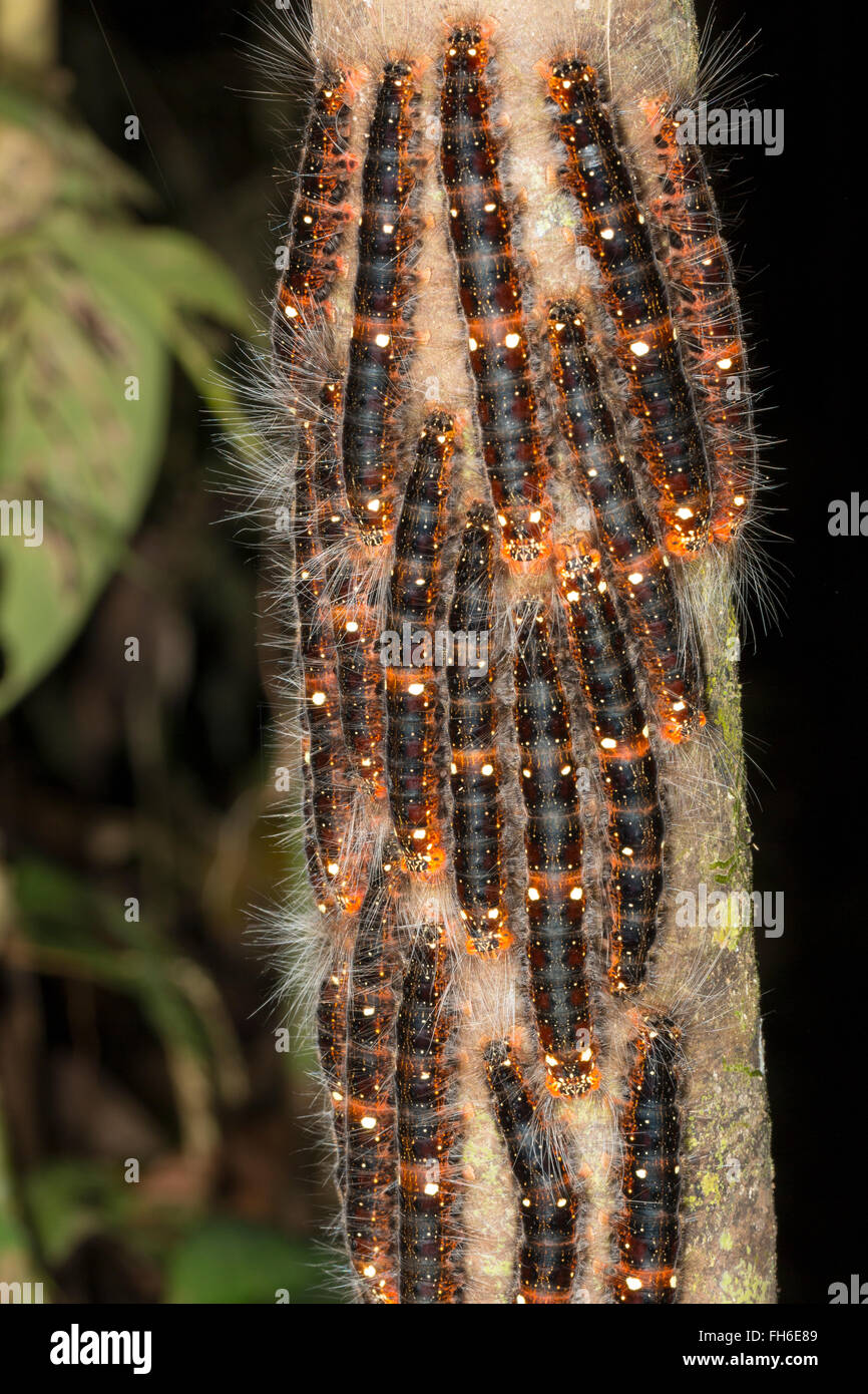 Group of lepidopteran larvae on a rainforest tree trunk in Pastaza ...