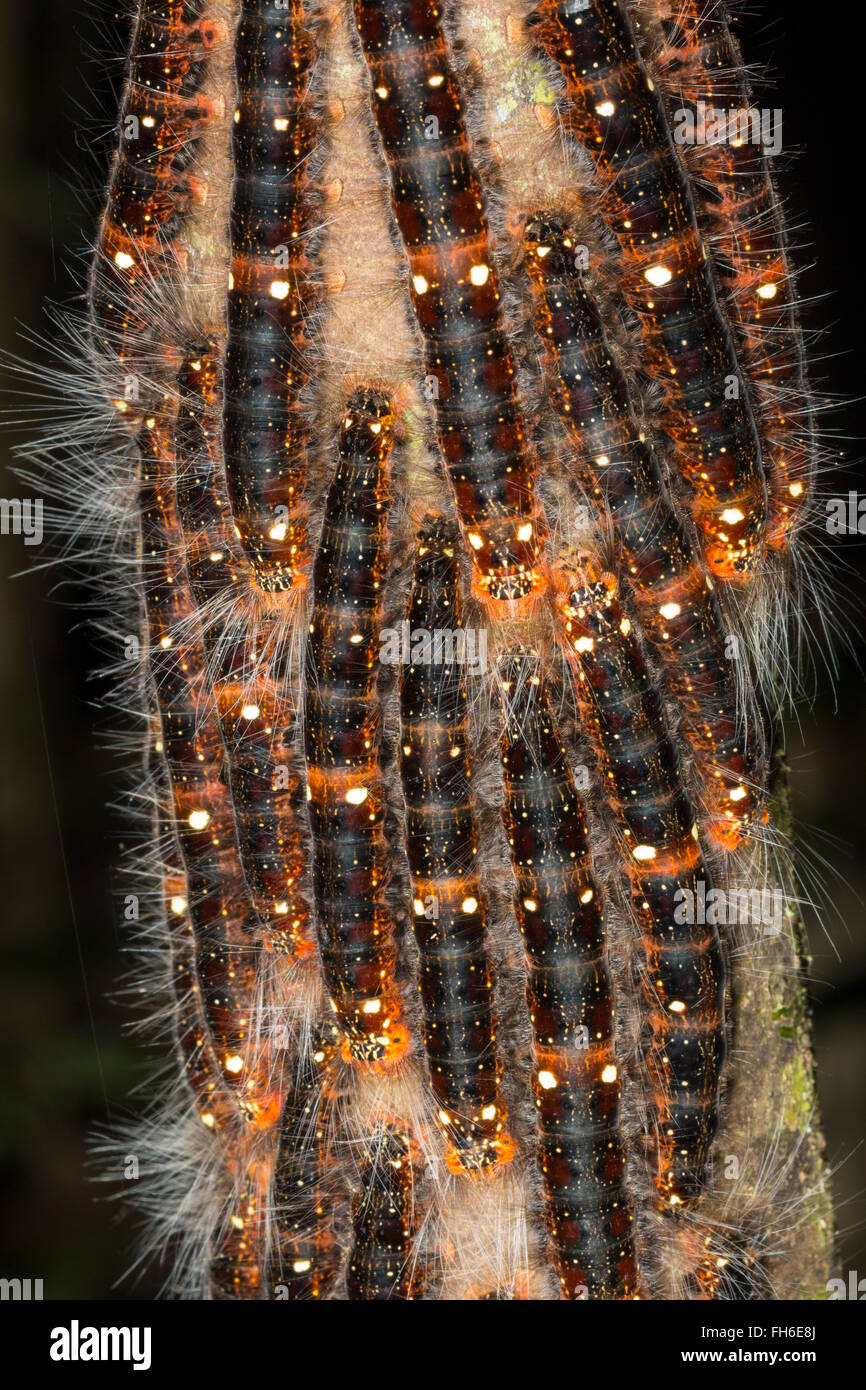 Group of lepidopteran larvae on a rainforest tree trunk in Pastaza ...