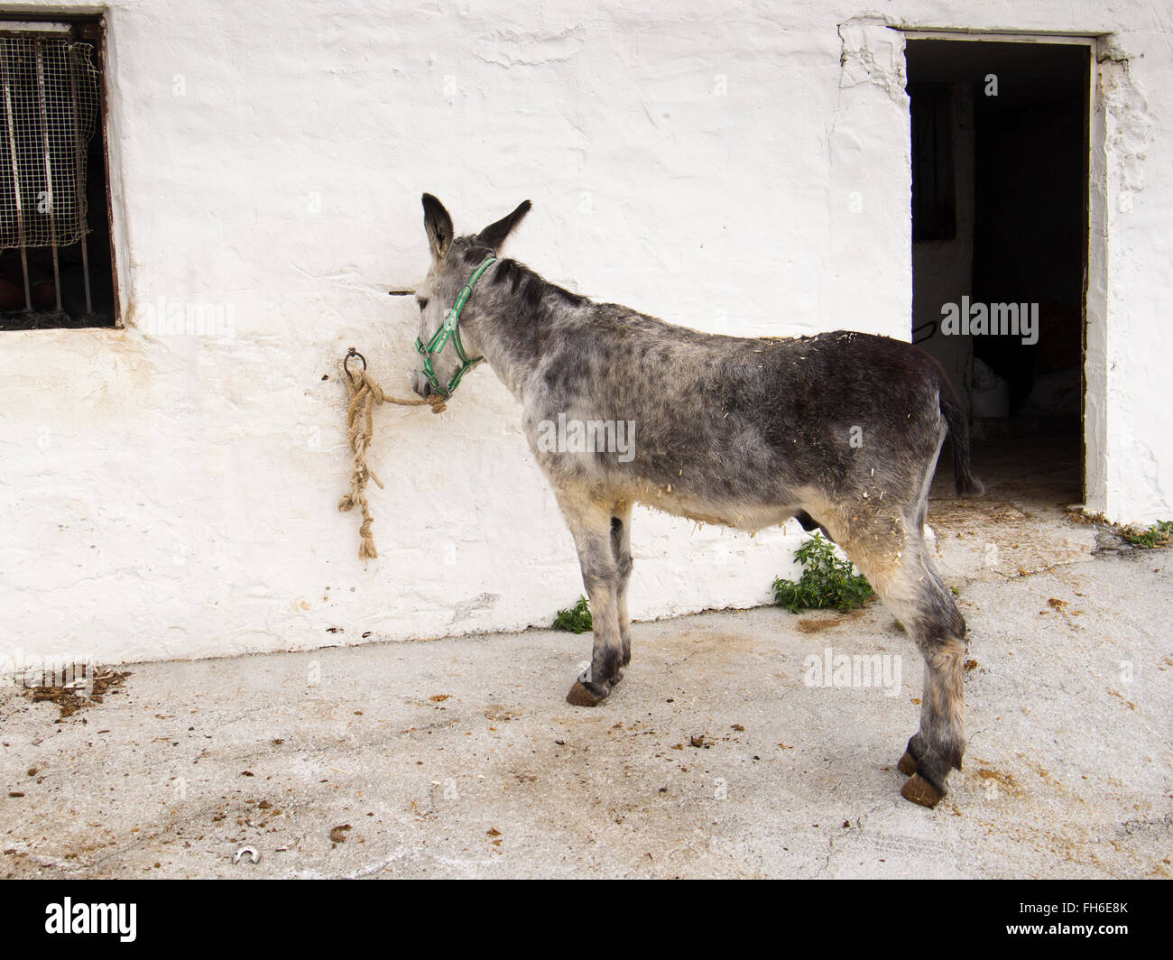 Mijas donkey burro taxi costa mijas taxi del hi-res stock photography ...