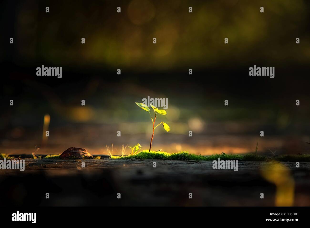 Small plant in the sunlight Stock Photo - Alamy