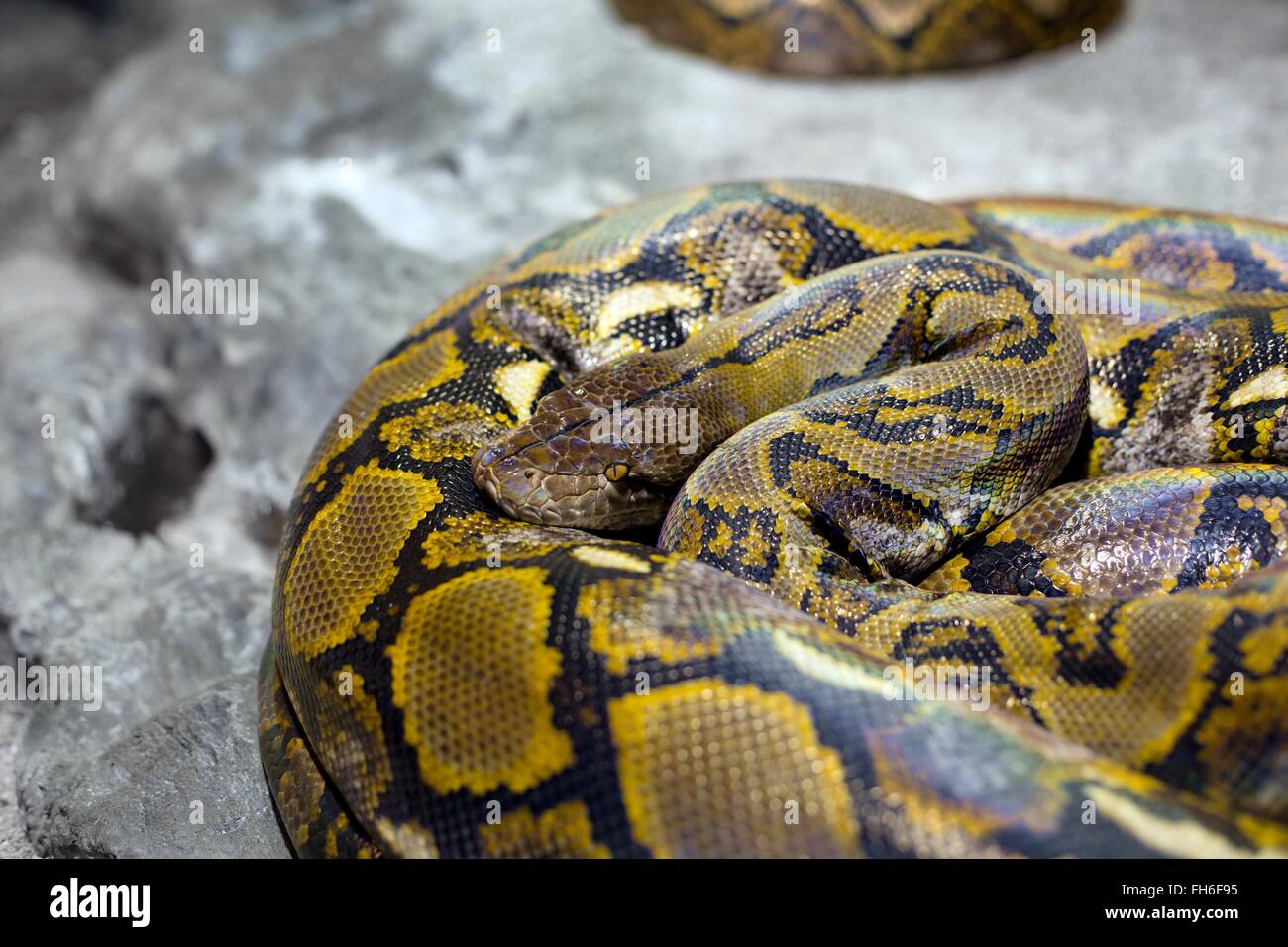 Close up of the bright, big snake Stock Photo - Alamy