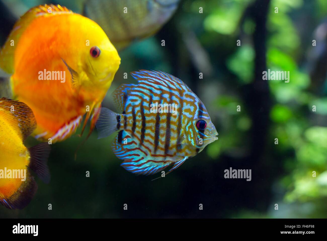 colorful sea fish in the aquarium Stock Photo - Alamy