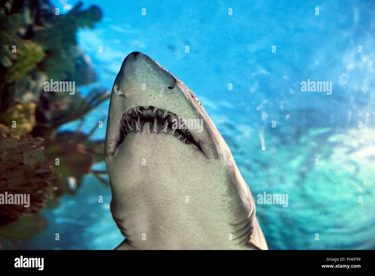 Shark underwater fish fishes hi-res stock photography and images - Alamy