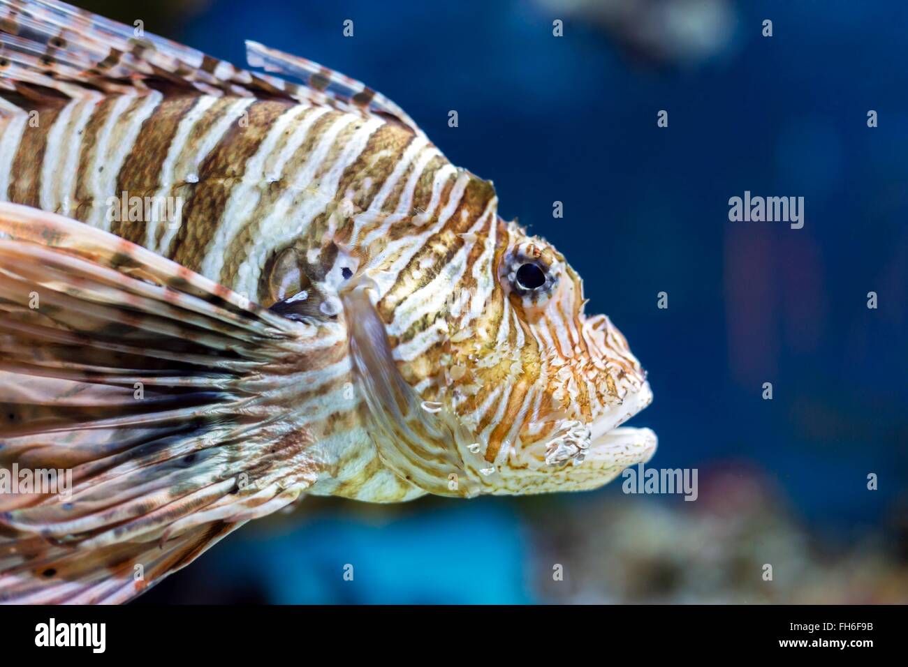 colorful sea fish in the aquarium Stock Photo - Alamy