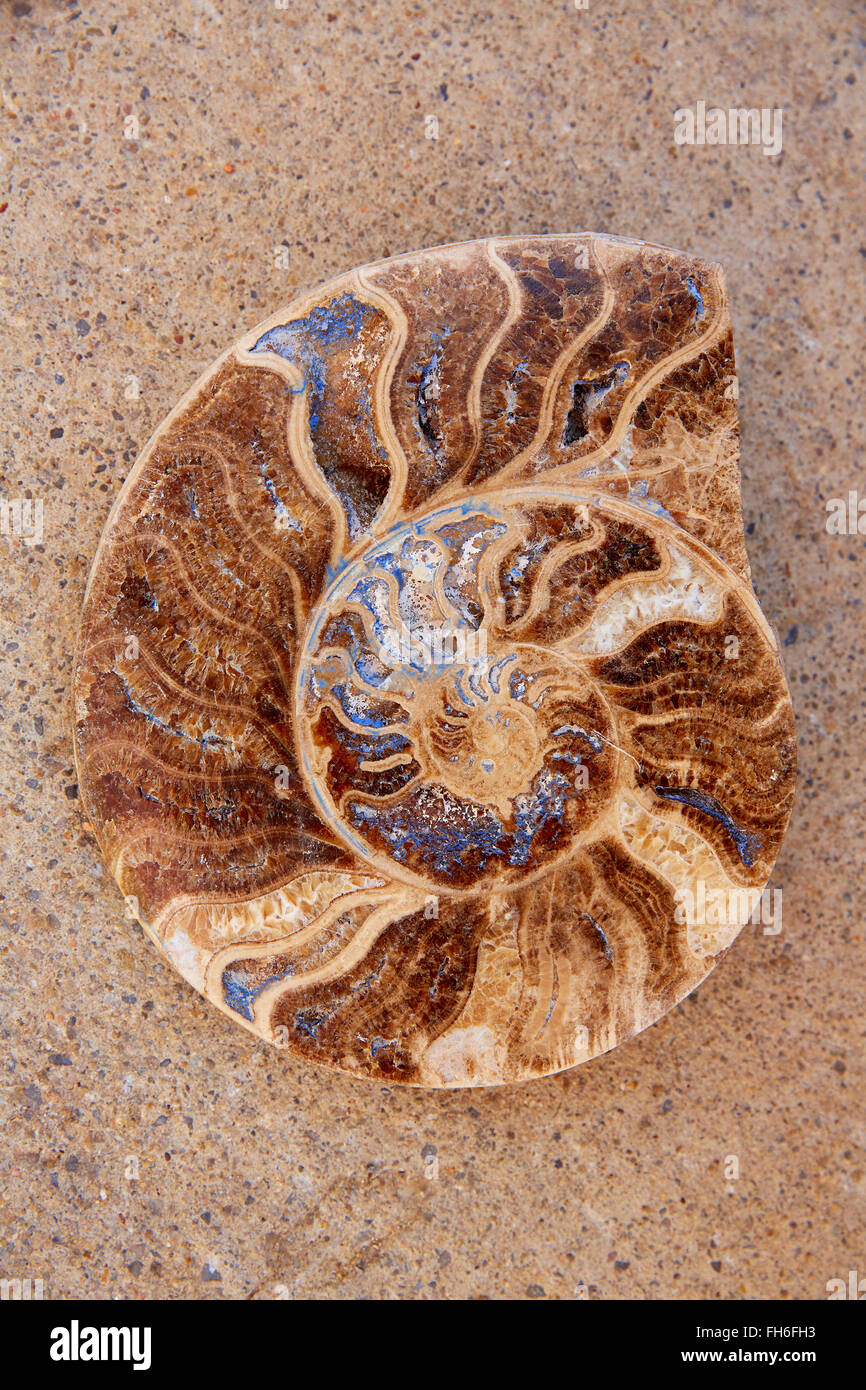 Fossil prehistoric snail ammonite hi-res stock photography and images ...