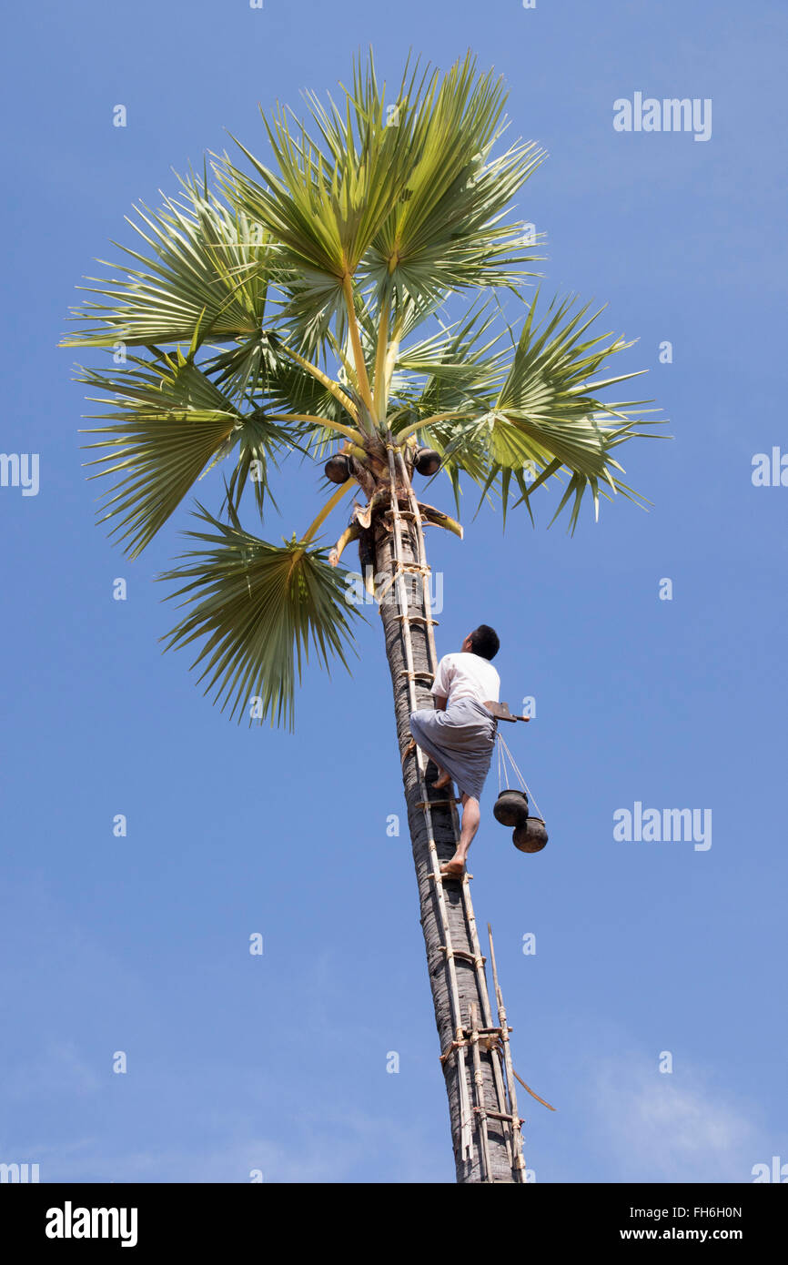 Bamboo tree ladder hi-res stock photography and images - Alamy
