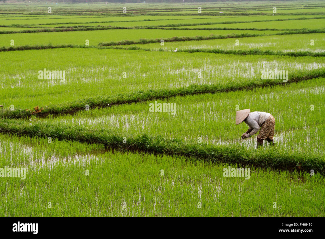 Working rice paddy hi-res stock photography and images - Alamy