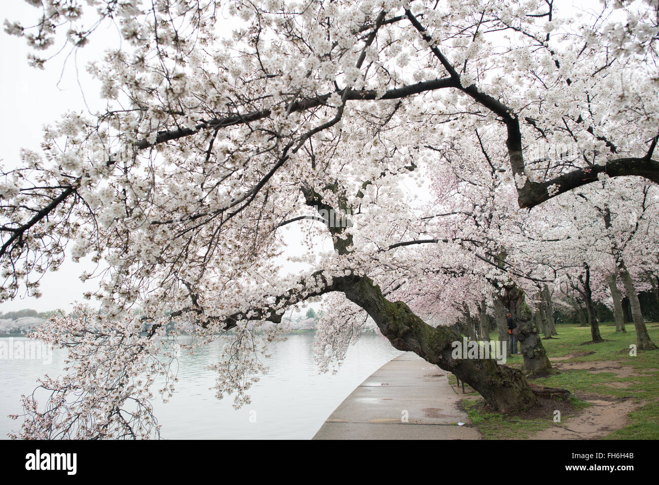 WASHINGTON DC, United States — Cherry blossoms in full bloom around the ...