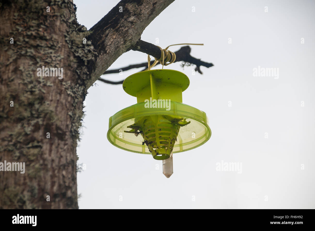 A bug trap hanging on a tree branch Stock Photo - Alamy
