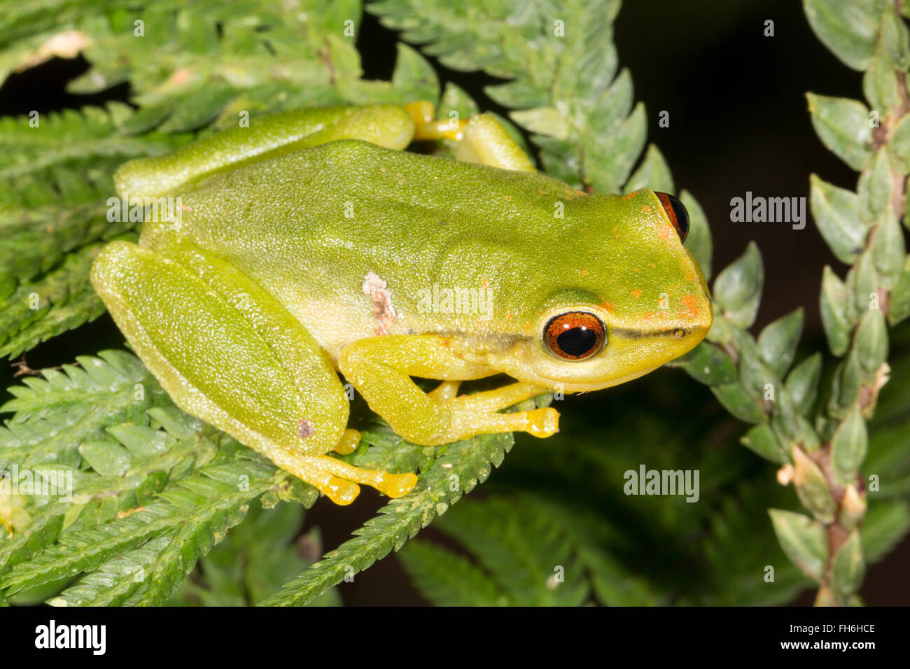 Green rain frog (Pristimantis acuminatus) on a Selaginella frond in the ...