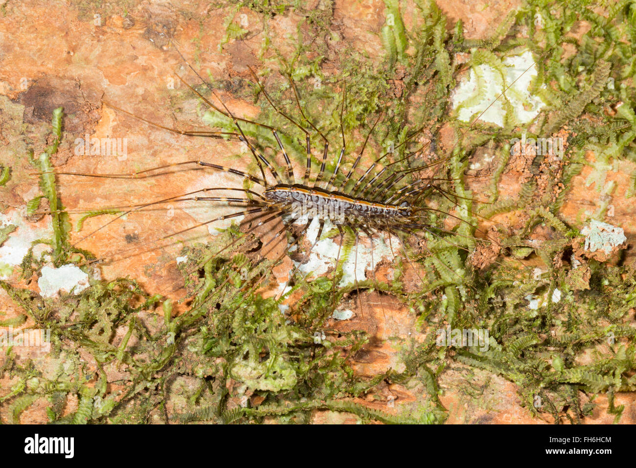House centipede (Scutigera coleoptrata) on a tree trunk in the ...
