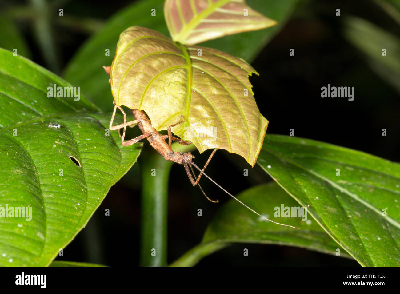 Stick insect eating a leaf in the rainforest understory, Pastaza ...
