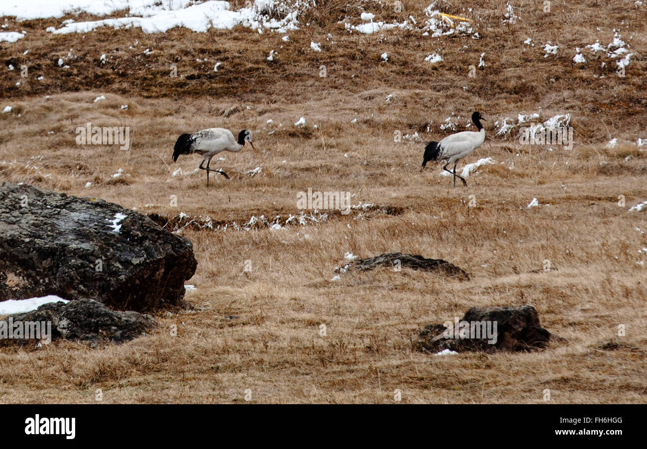 Zhaotong, Zhaotong, CHN. 23rd Feb, 2016. A black-necked cranes Reserve ...