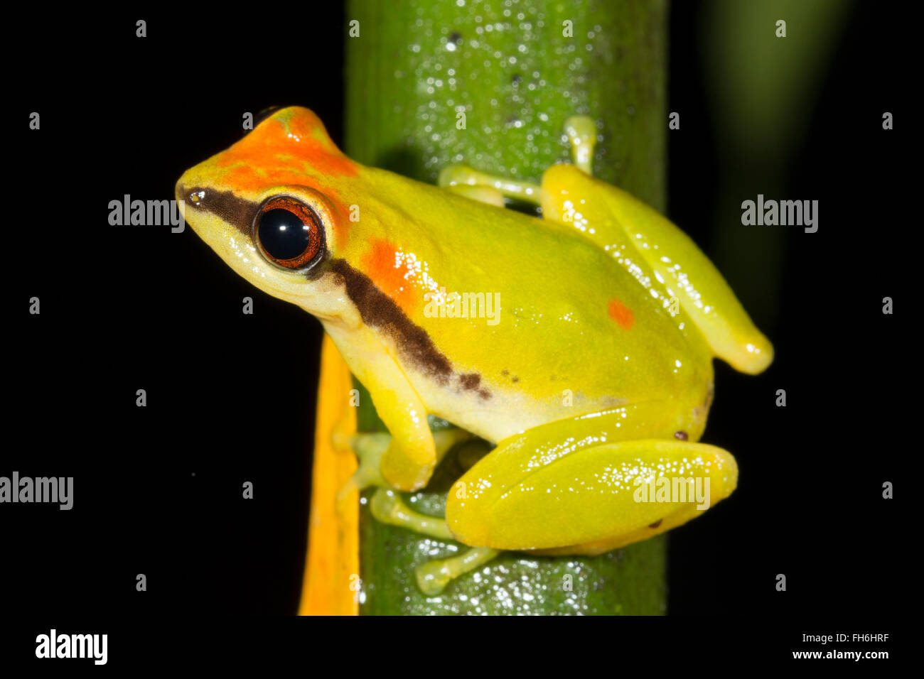 Green rain frog (Pristimantis acuminatus) on a plant stem in the ...